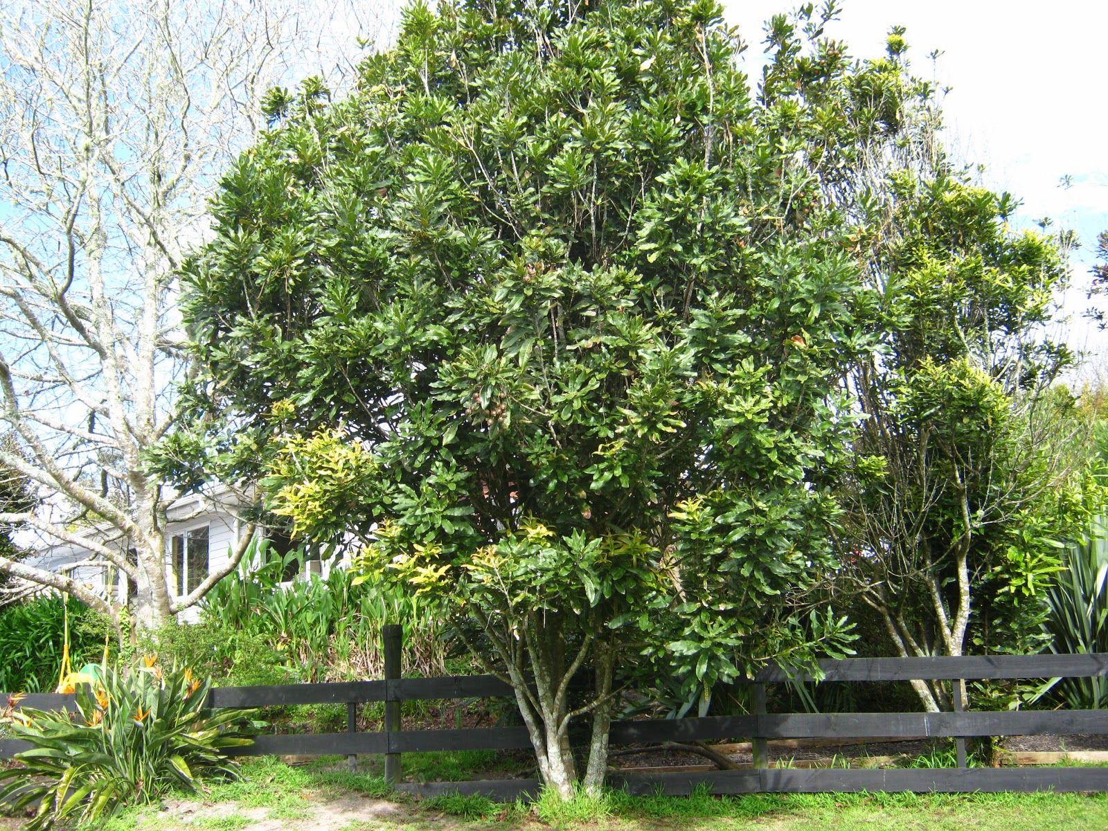 Jardim da Lucinha: Macadâmia (macadamia integrifolia)