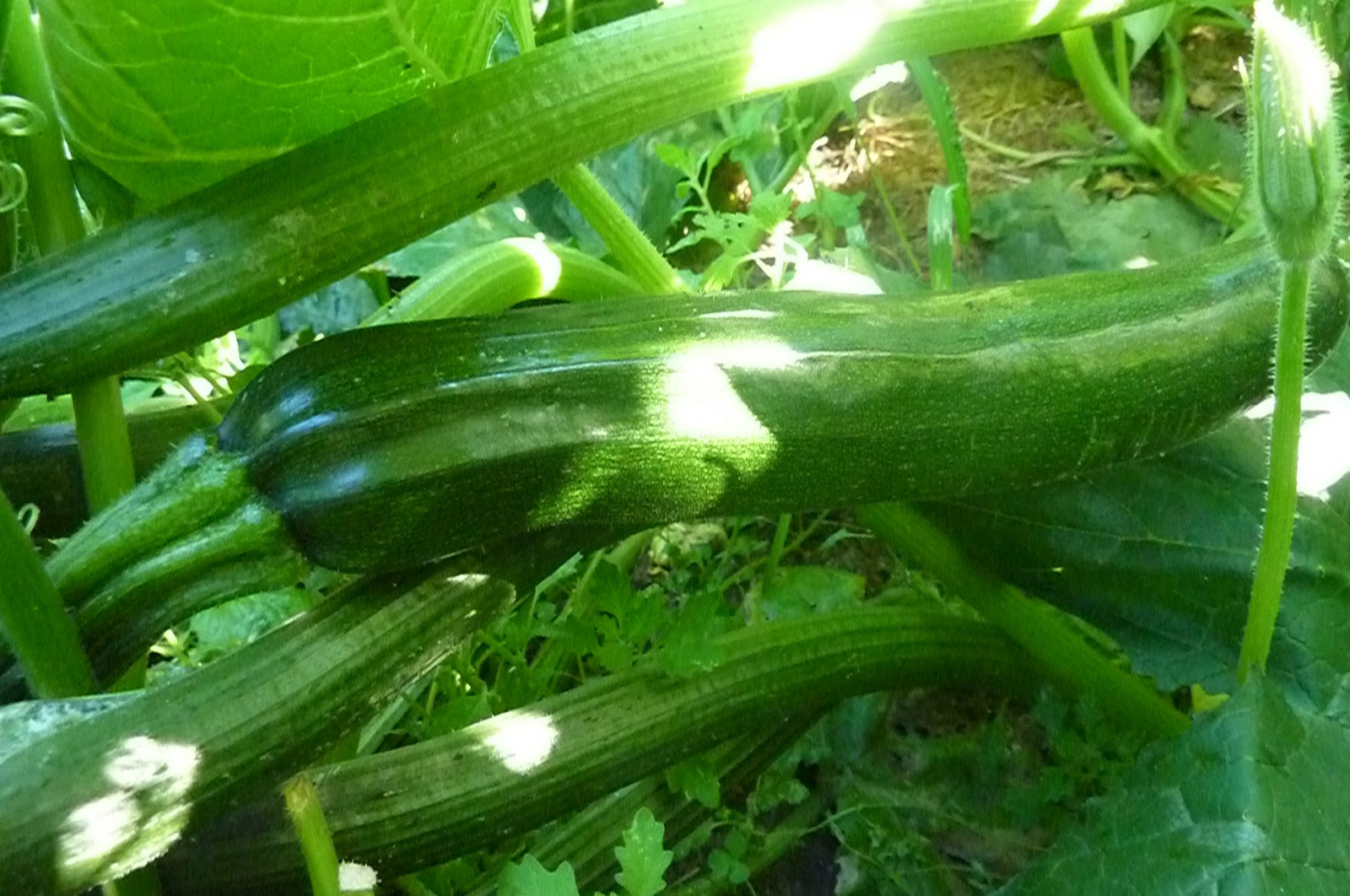 Three varieties of Zucchini or Courgette if you like