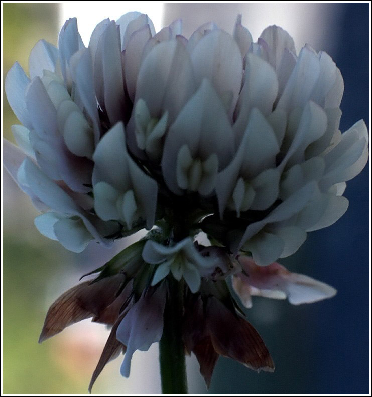 Lloyd's Newfoundland Photos