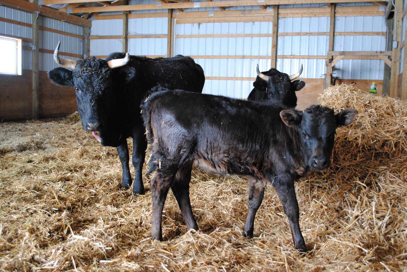 Cairncrest Farm: December 2010