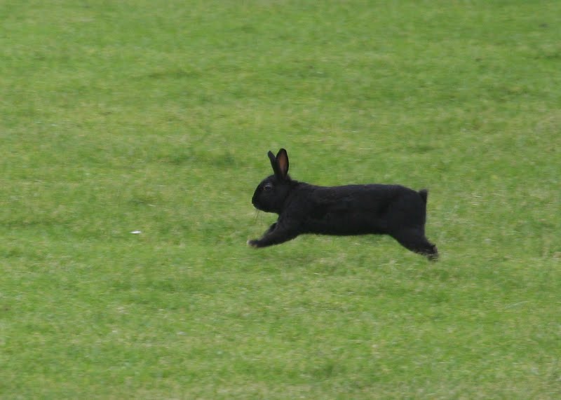 Gower Wildlife: Black Rabbit at Port Eynon