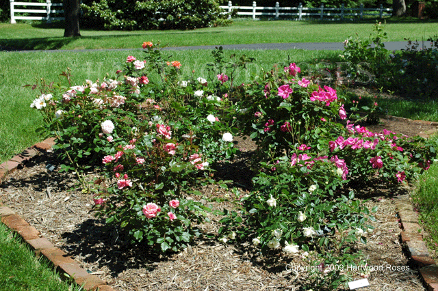 Hartwood Roses: How I Make My Rose Beds.
