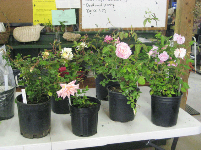 Hartwood Roses: Flowers on Friday ... Monticello's Tufton Farm