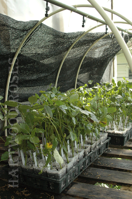 Hartwood Roses: Propagation Time