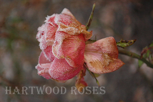 Hartwood Roses: Hello, Winter ... Bye-bye, Roses.