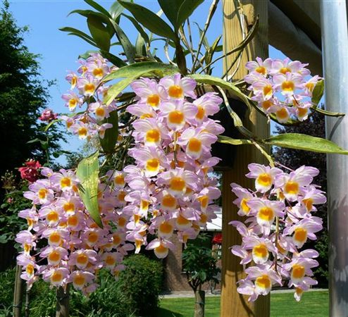 Orchidofilia: Dendrobium Berry Oda