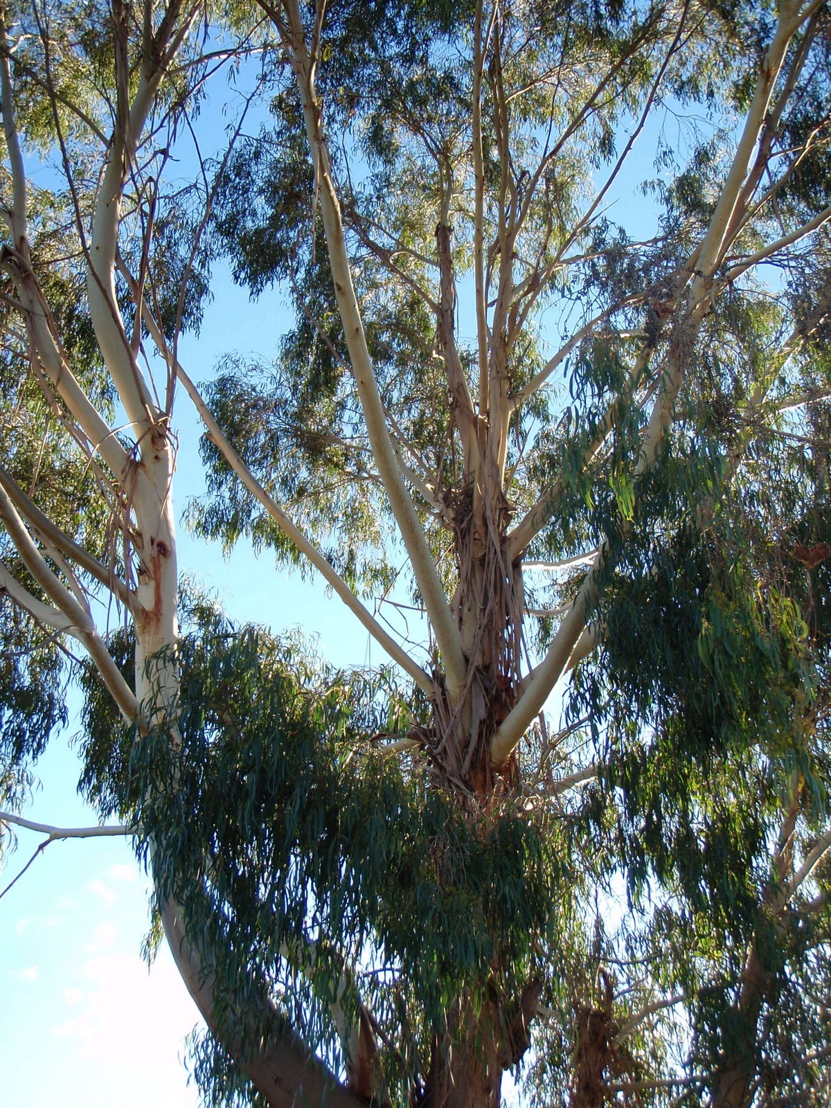 Dance in my garden: the gum tree in our garden