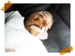 BUBBLELOVE: Milo Rambaldi