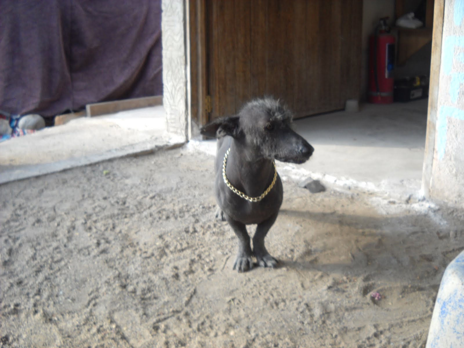 El Xoloitzcuintle de Ixtapa.