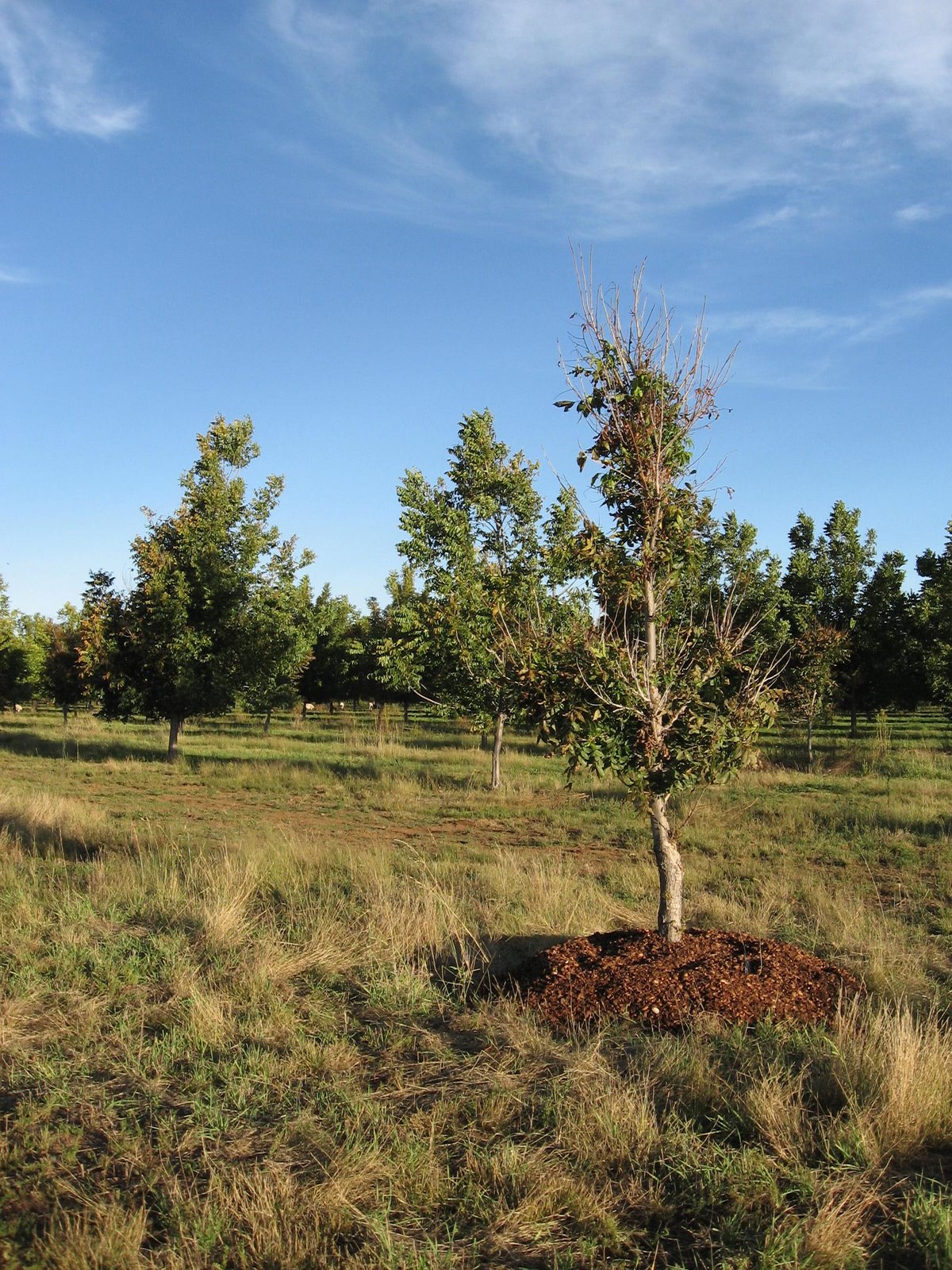 Pecans Overcoming Zinc Deficiency Naturally | Onlinecarbid's Blog