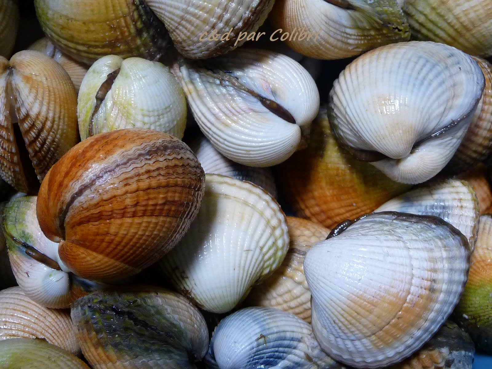 belles, sauvages et plus: au doigt et à l'oeil, les coques