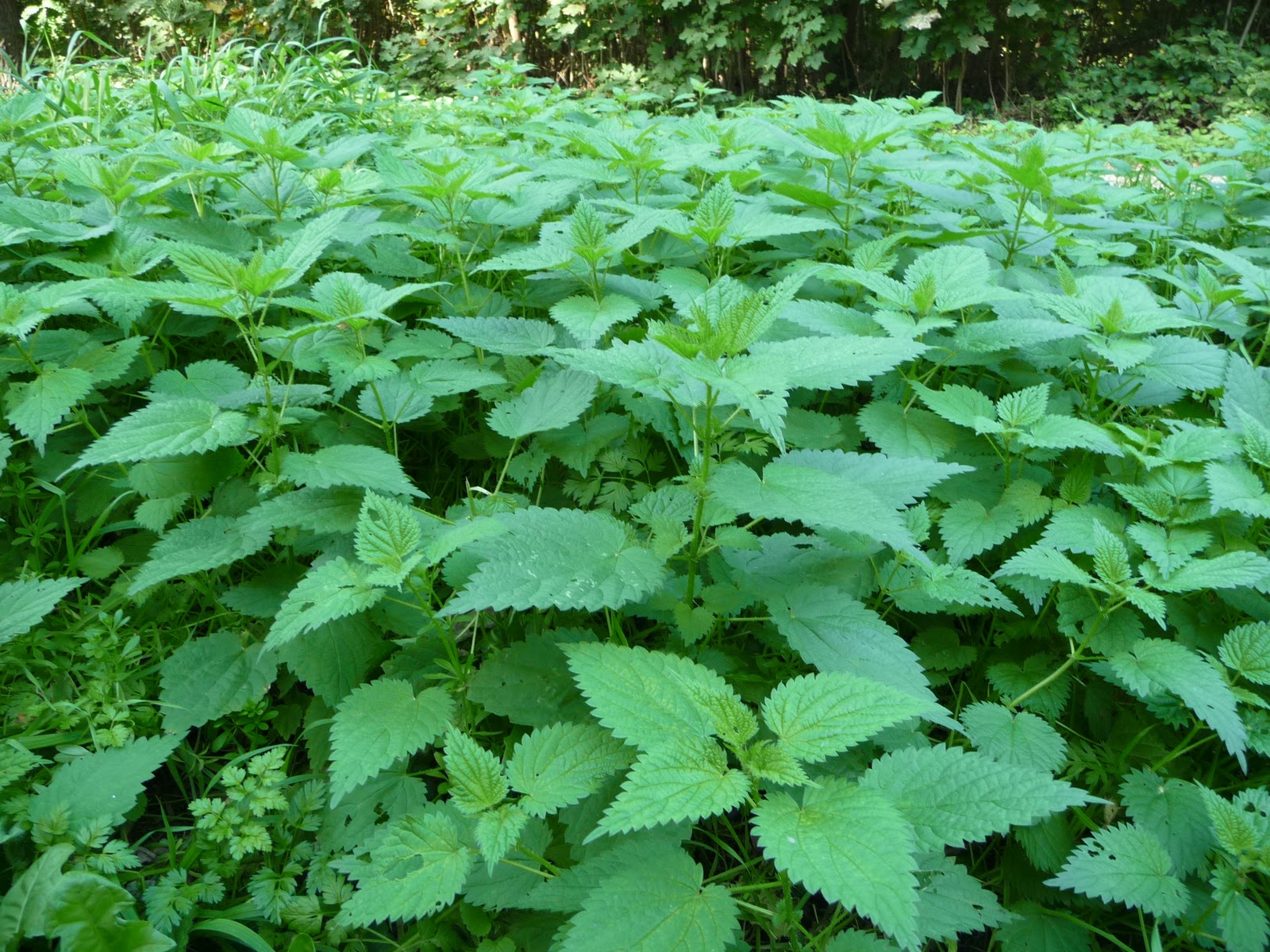 belles, sauvages et plus: orties (soupe d'automne)