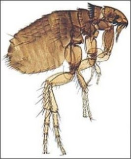 MVZ.JOVENES EN FORMACION CENTRO MAYA: la pulga