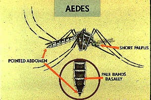 Health and Wealth: Fast Facts about the Aedes Mosquitoes