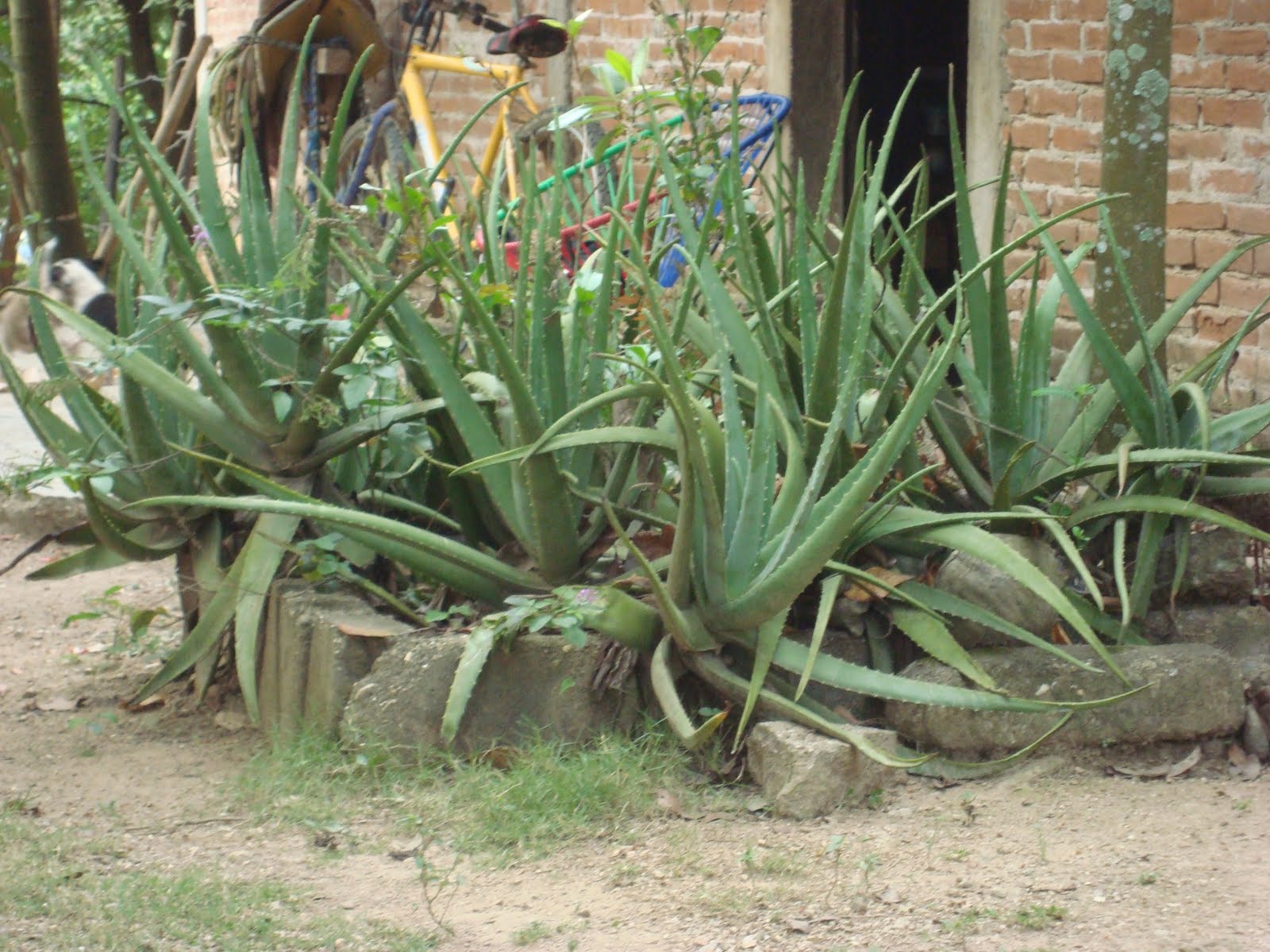 MARAVILLAS DE LAS PLANTAS MECINALES: SÁBILA