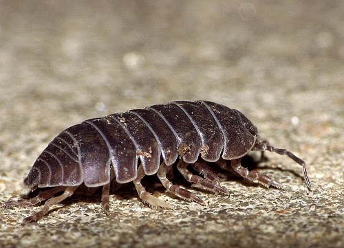 INYA, EN CUERPO Y ALMA: Chanchito de tierra
