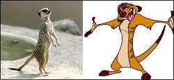 animales del mundo 2: ¿Timon es un suricato?
