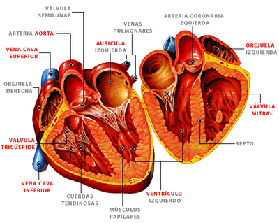 Biblioteca "Dorotea Barnés": La grasa regenera el tejido del corazón en ...