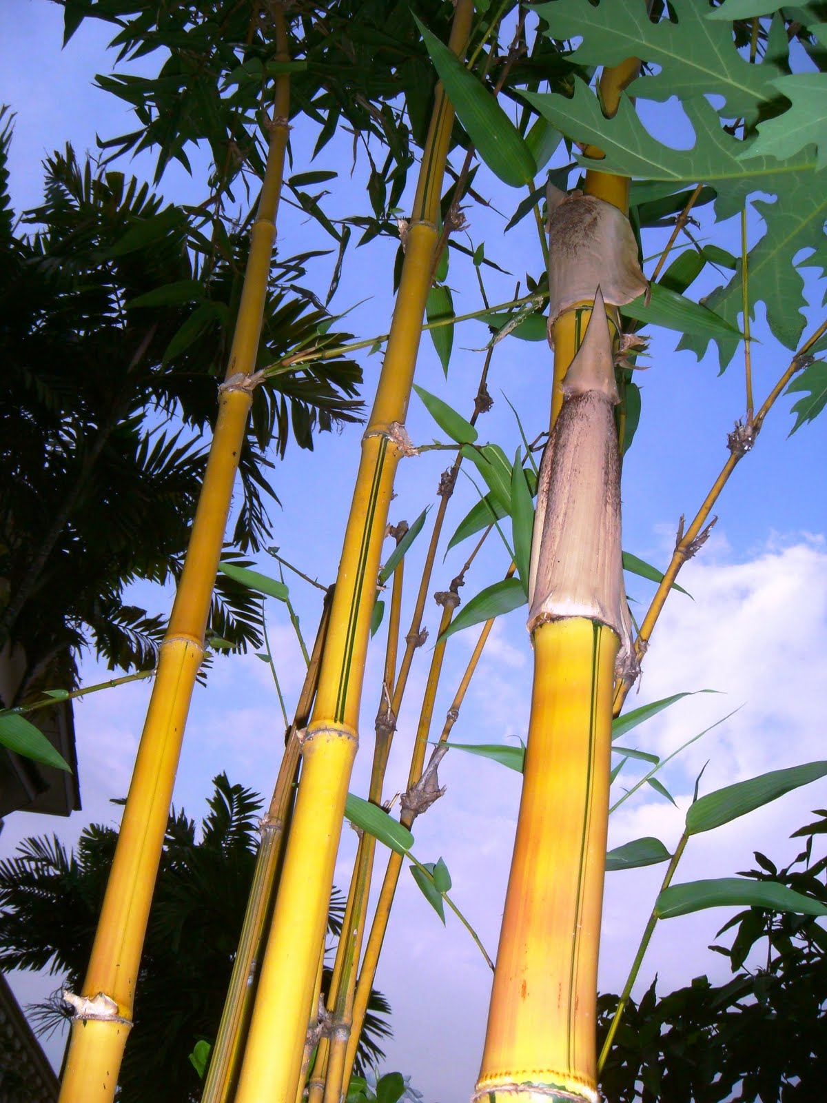 N U K I L A N: CERITA BULUH