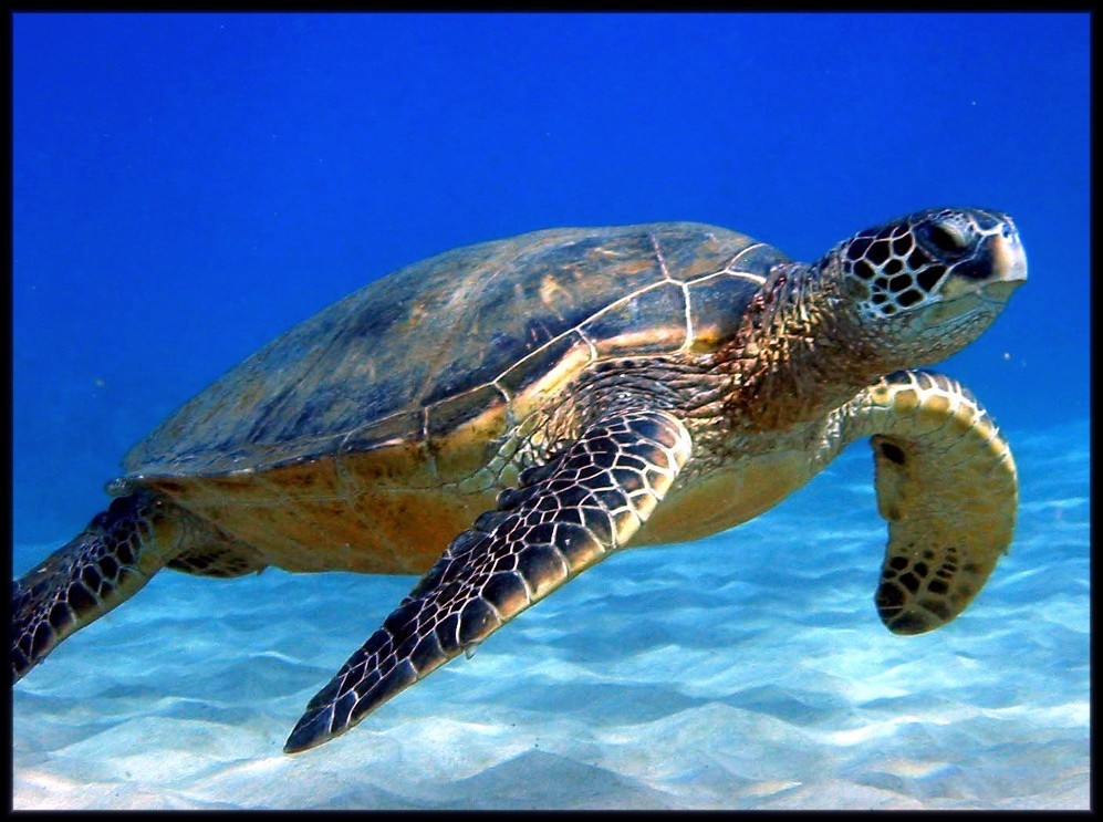 Fiona Bernard: Oil Spill Is Killing All The Sea Turtles. Stop Offshore ...