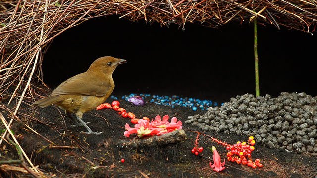 Bowerbird Crafts: Bowerbirds!