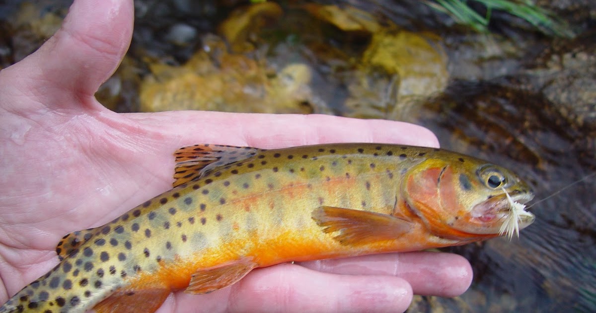 The Search for Native Salmonids: Native Species List