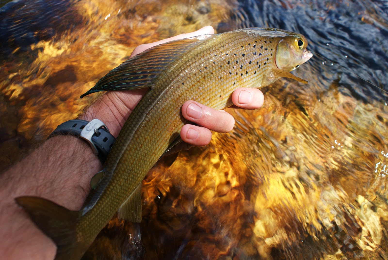 The Search for Native Salmonids: Restoring Native Salmonids in ...
