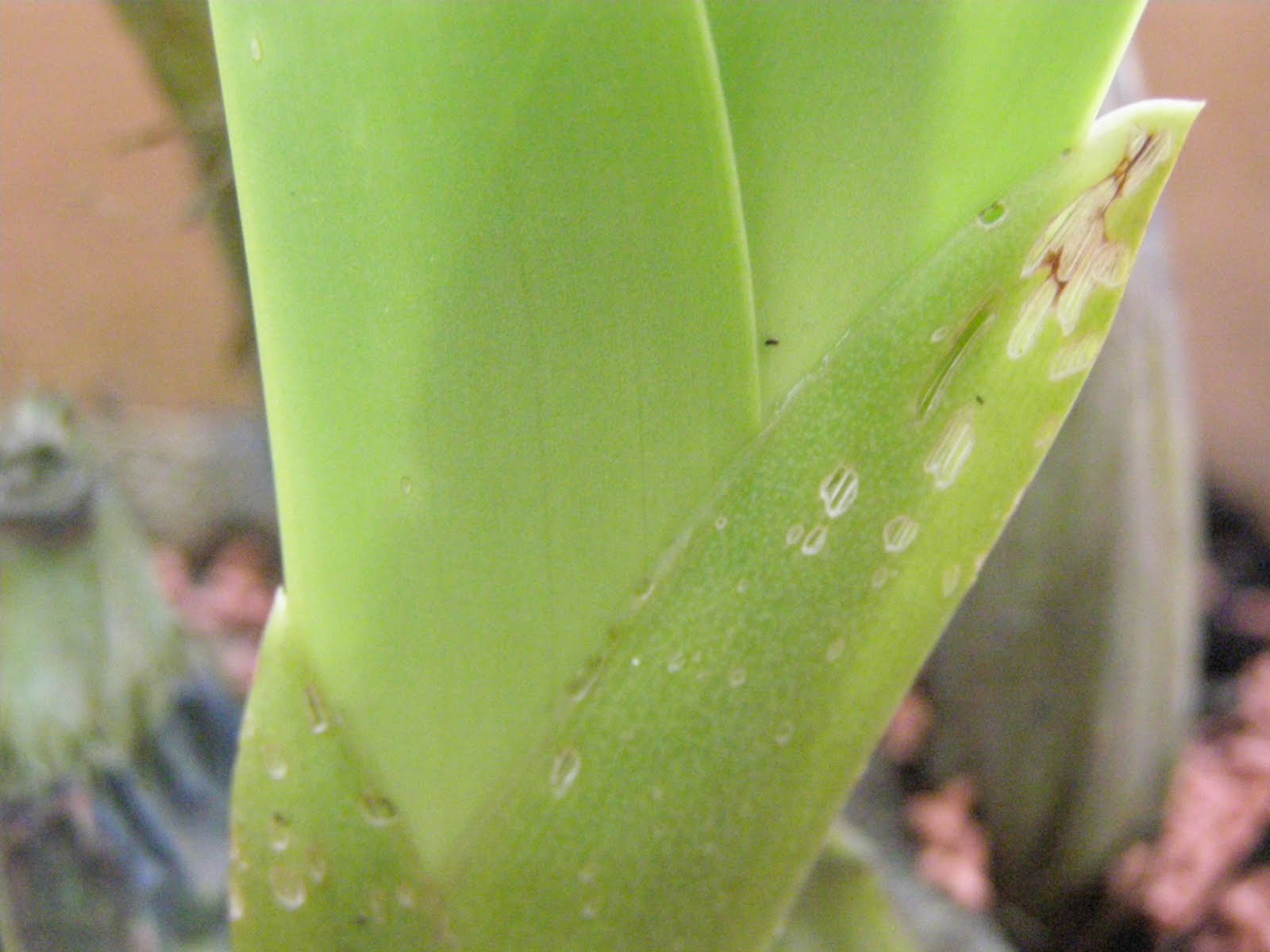 Triang Botanical Valley: Kenal penyakit orkid: Serangan siput