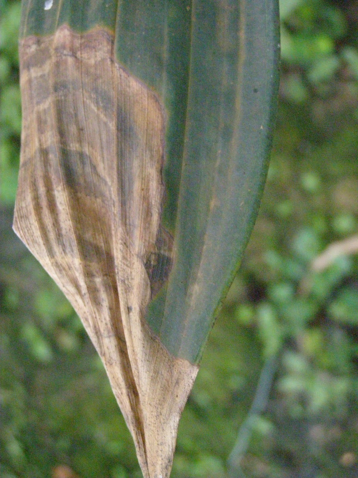 Triang Botanical Valley: Kenal Penyakit Orkid : Antraknos (Anthracnose)