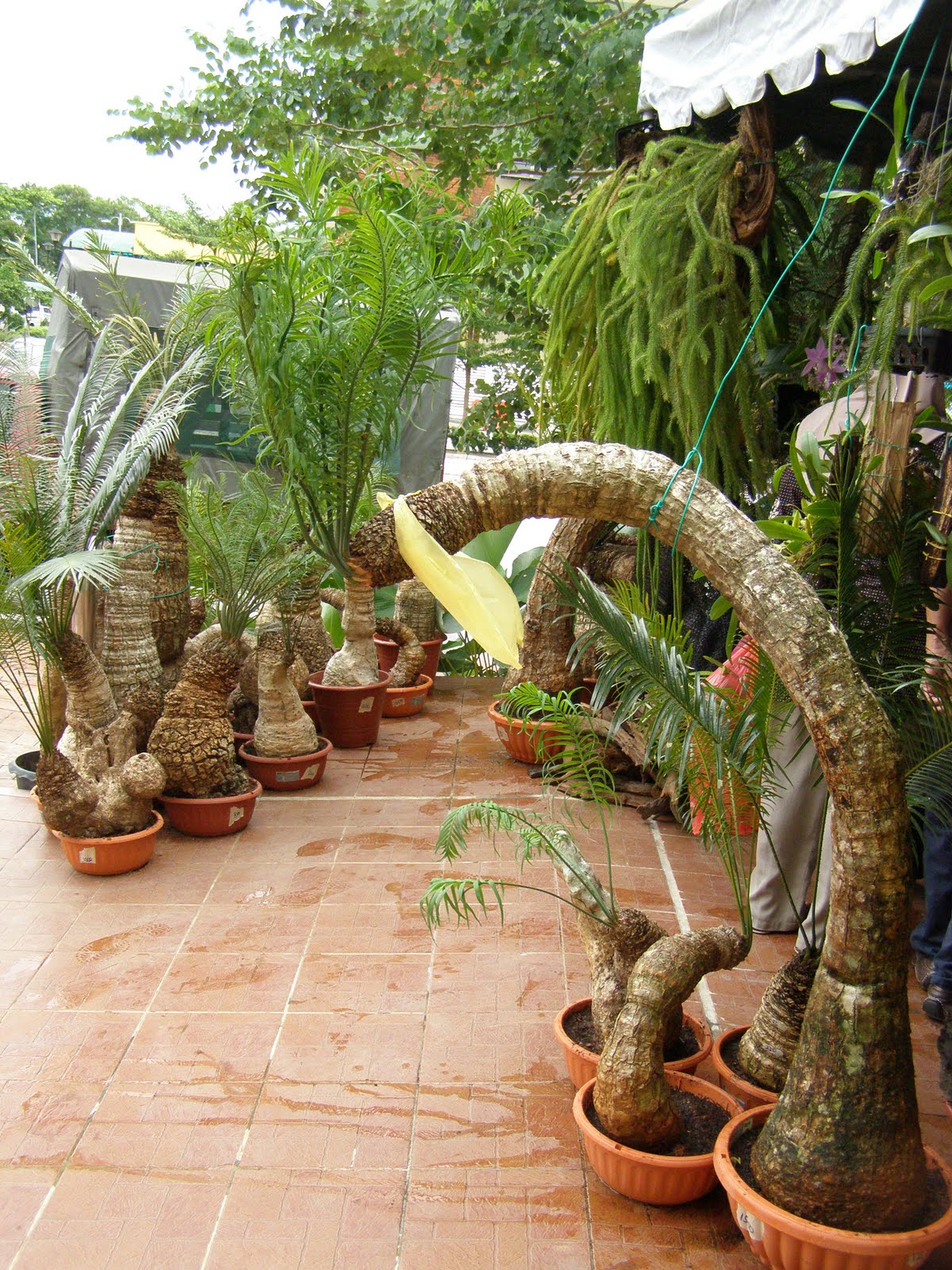 Triang Botanical Valley: Cycad @ Paku Aji @ Bogak @ Paku gunung