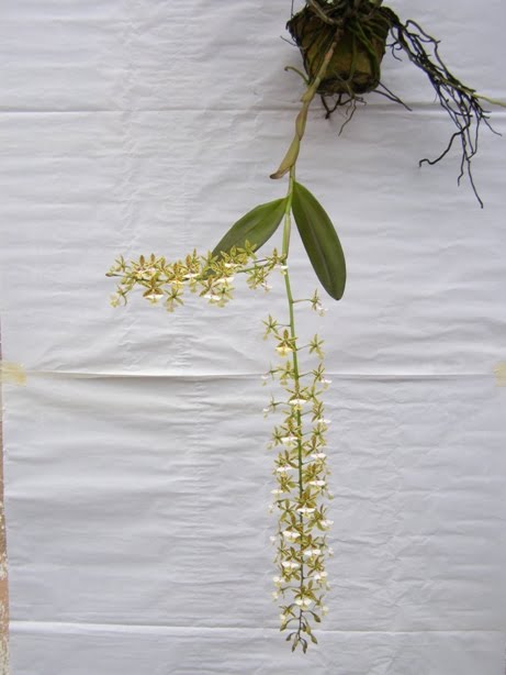 Triang Botanical Valley: Bunga-bunga yang berjuntai panjang