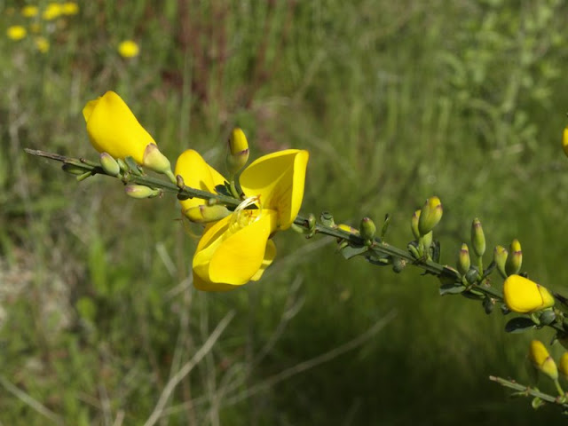 Paseos por la naturaleza: Cytisus scoparius. Retama negra.