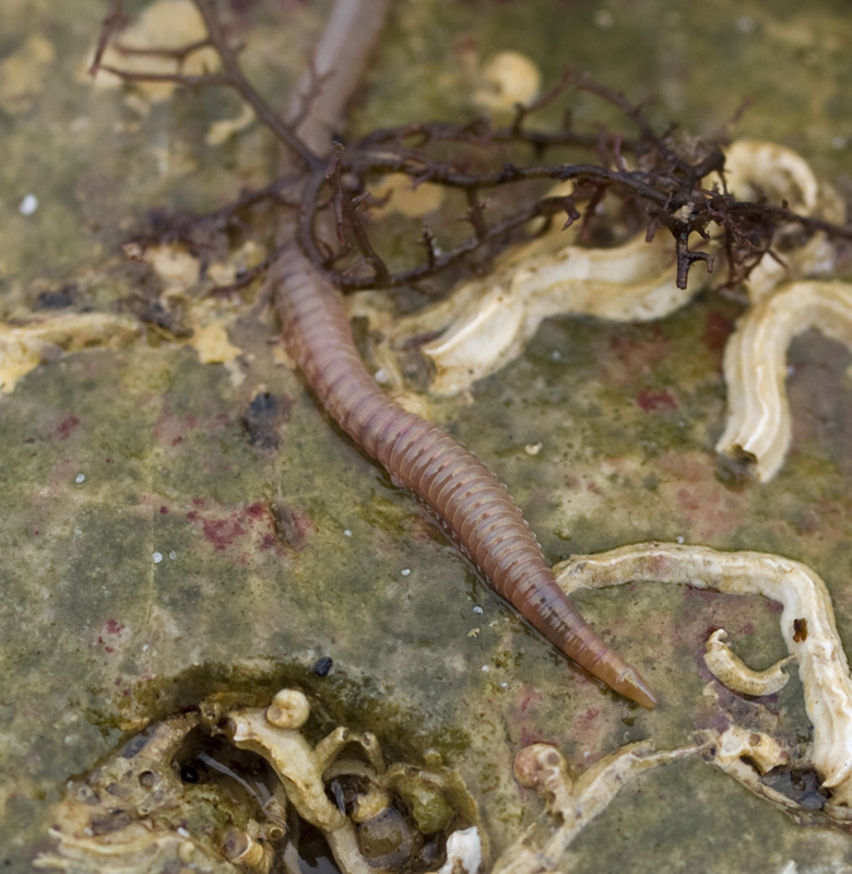 Paseos por la naturaleza: Capitella capitata