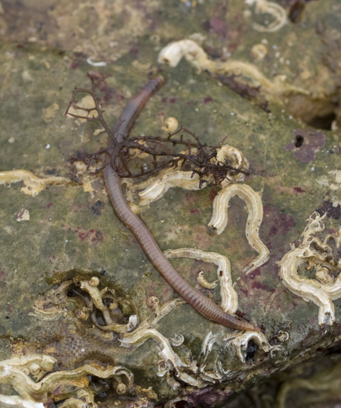 Paseos por la naturaleza: Capitella capitata