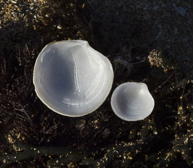 Paseos por la naturaleza: Diplodonta rotundata