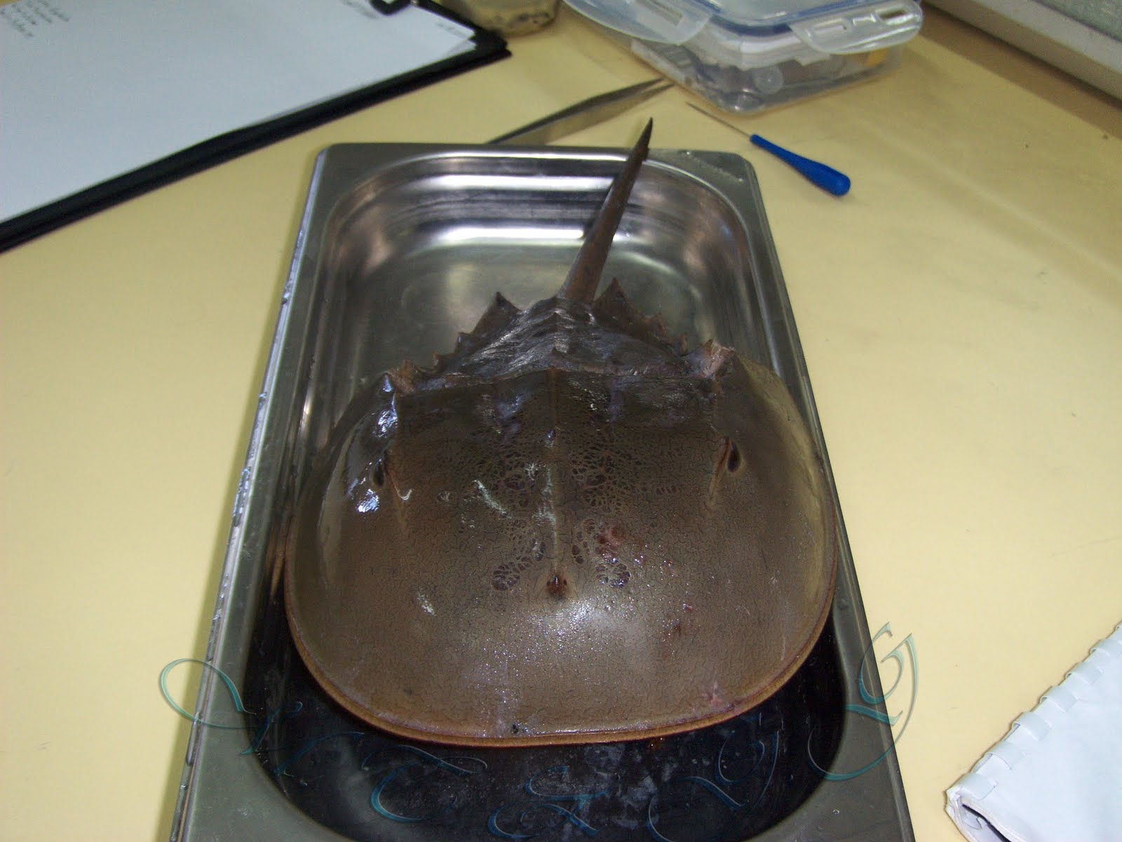 Çok Çeşitli Blog : Arthropoda Lab. Fotoğrafları / Limulus