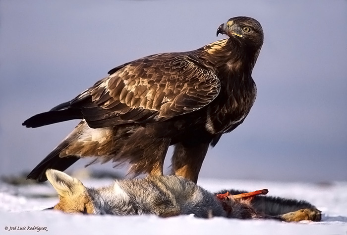 Fotos de aguila real cazando - Imagui