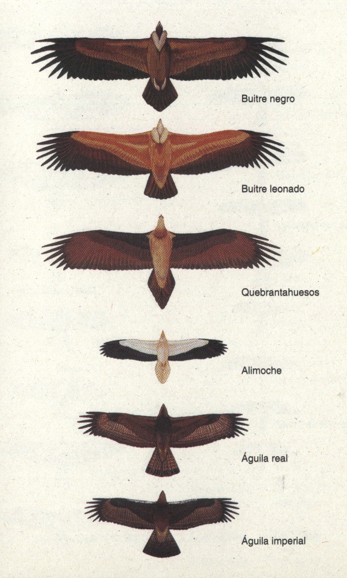 Supervivencia ef: Fácil manera de Reconocer las Aves Rapaces Ibéricas ...