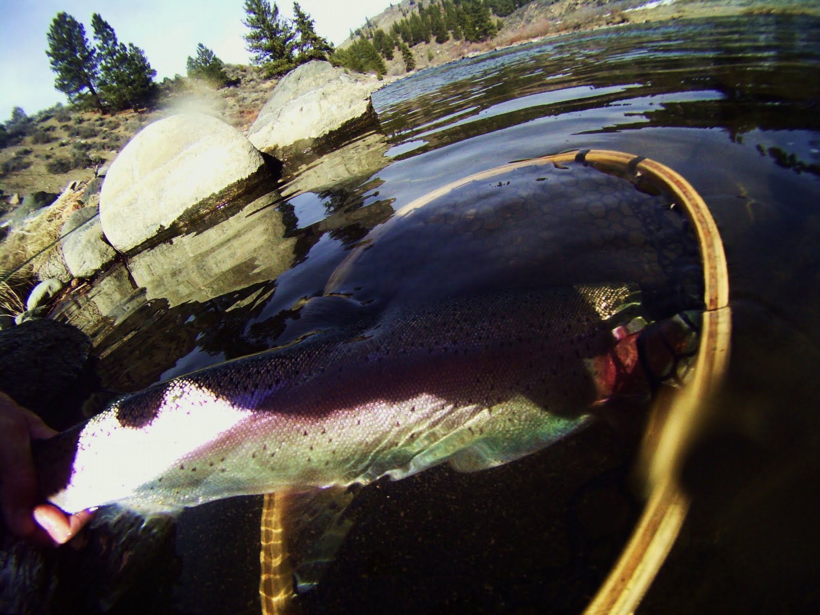 Truckee River: It's A Midge Game