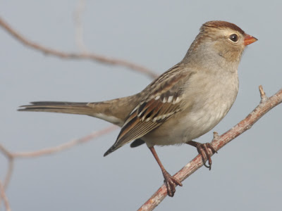 Ecobirder: Field Sparrow Identification
