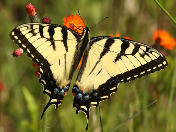 Ecobirder: Tiger Swallowtail