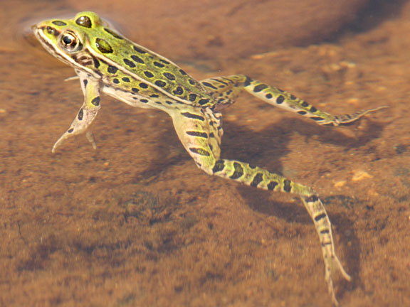 Ecobirder: Leopard Frog