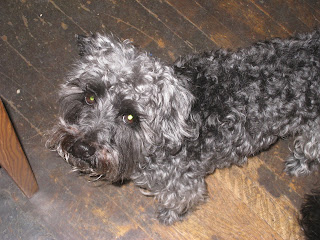 For Dogs, LLC: Ruby the cute Schnoodle - Schnauzer Poodle Mix!