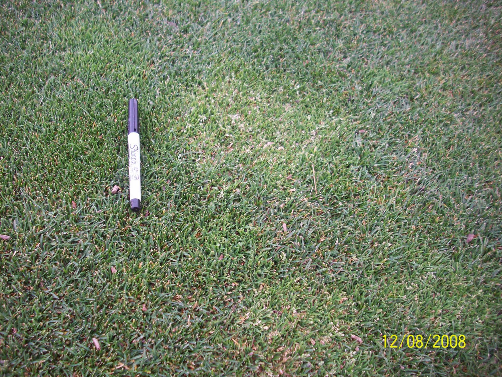The Rim Golf Club: Poa Annua, Taking Over?