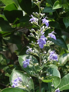 Terra Nostra: VITEX VARIEGADO - Vitex trifolia variegata