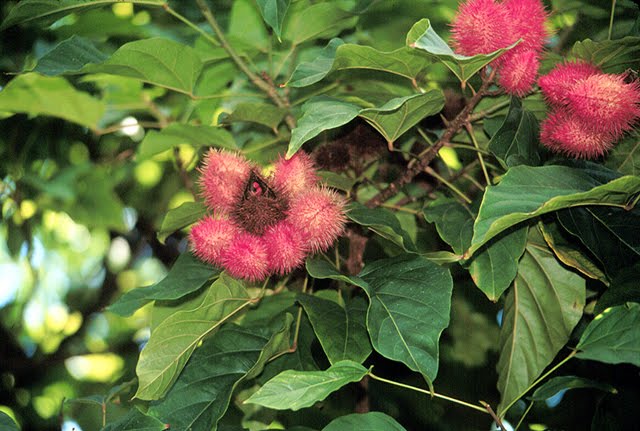 Terra Nostra: ONOTO - ACHIOTE - Bixa orellana