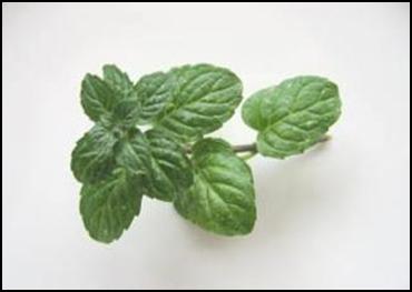 Terra Nostra: MENTA POLEO - Mentha pulegium