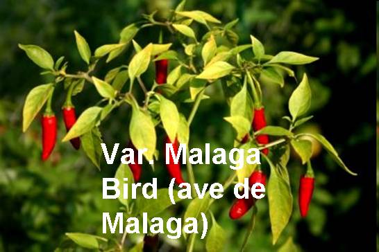 Terra Nostra: CAPSICUM FRUTESCENS VARIEDADES