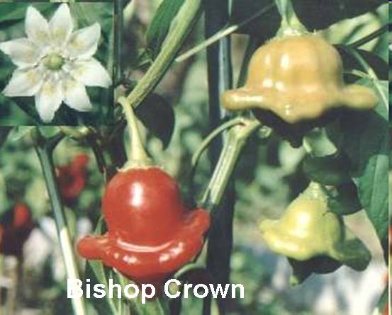 Terra Nostra: CAPSICUM BACCATUM VARIEDADES