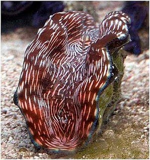 fish beautiful: Kima